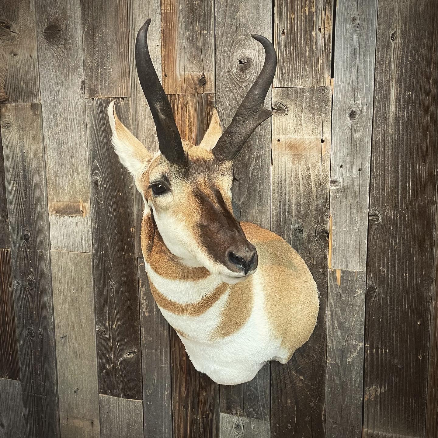 GALLERY – Immortal Mounts Taxidermy
