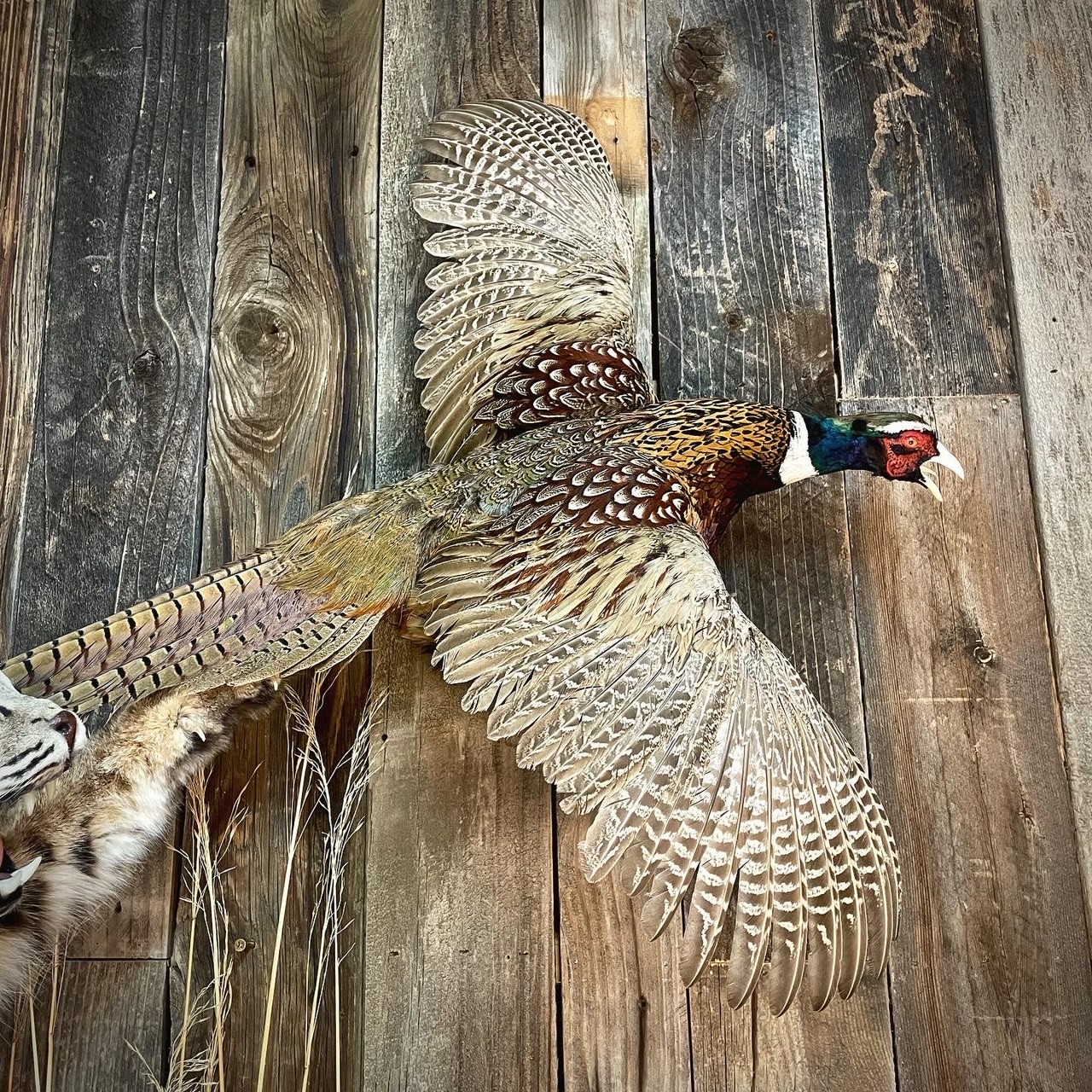GALLERY – Immortal Mounts Taxidermy
