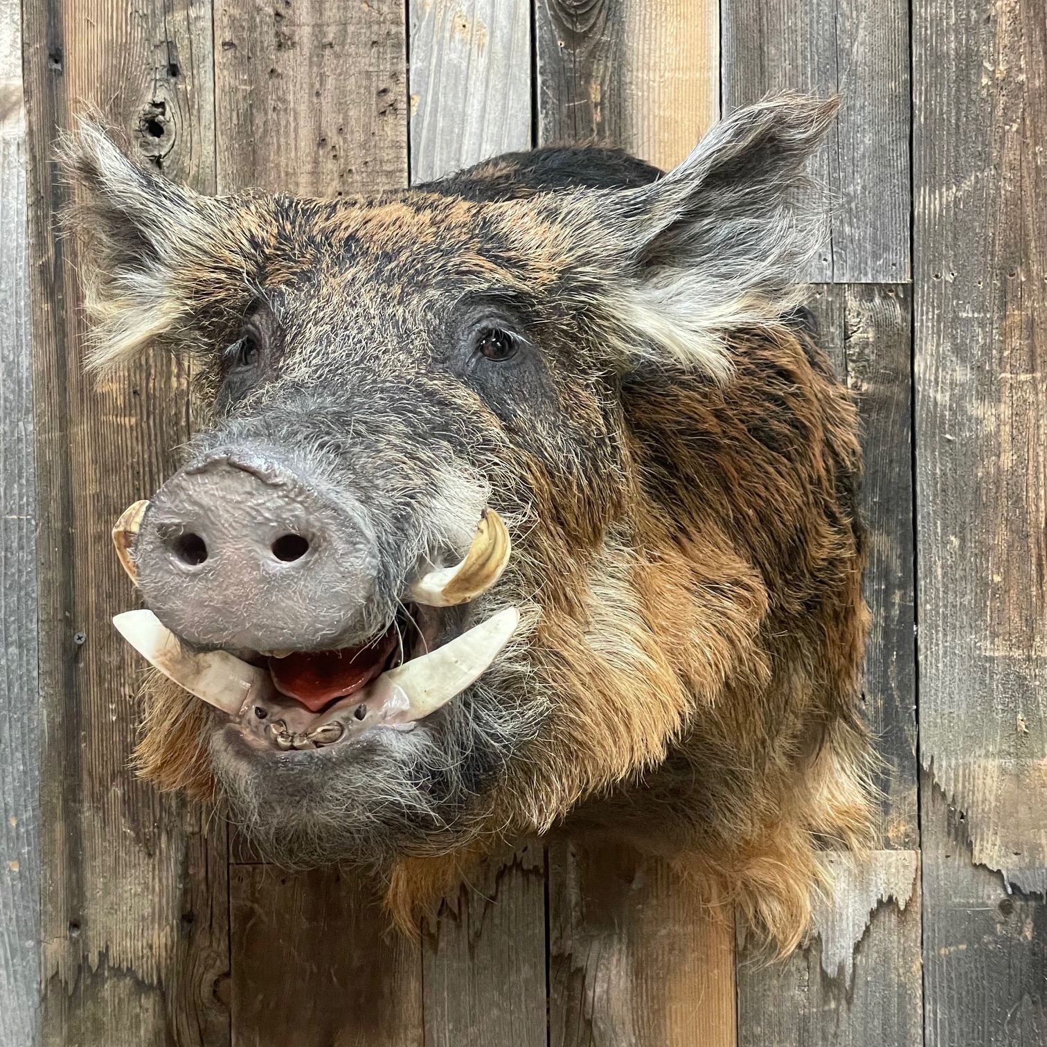 Boar/Hog – Immortal Mounts Taxidermy
