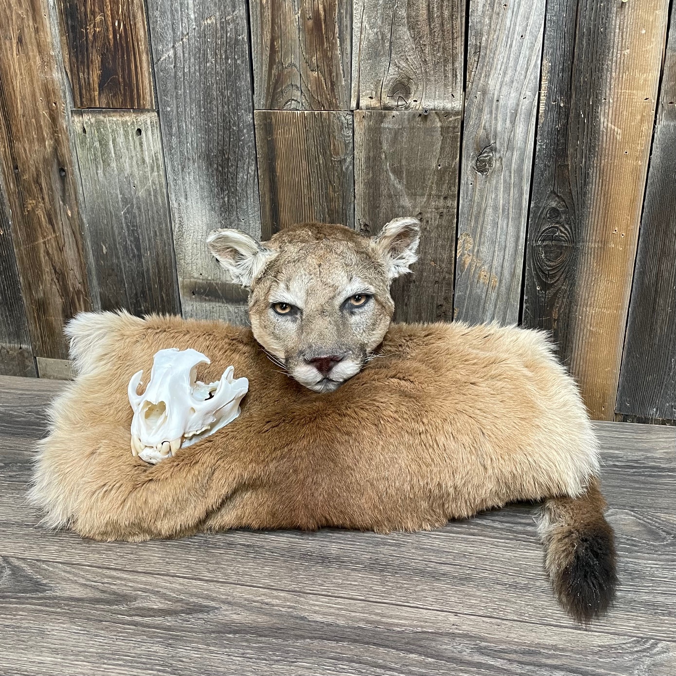 Mountain Lions – Immortal Mounts Taxidermy
