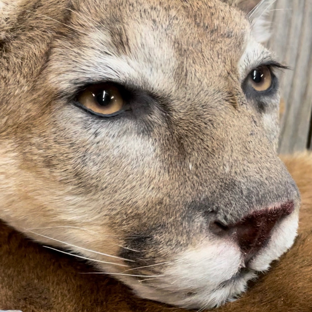 Mountain Lions – Immortal Mounts Taxidermy