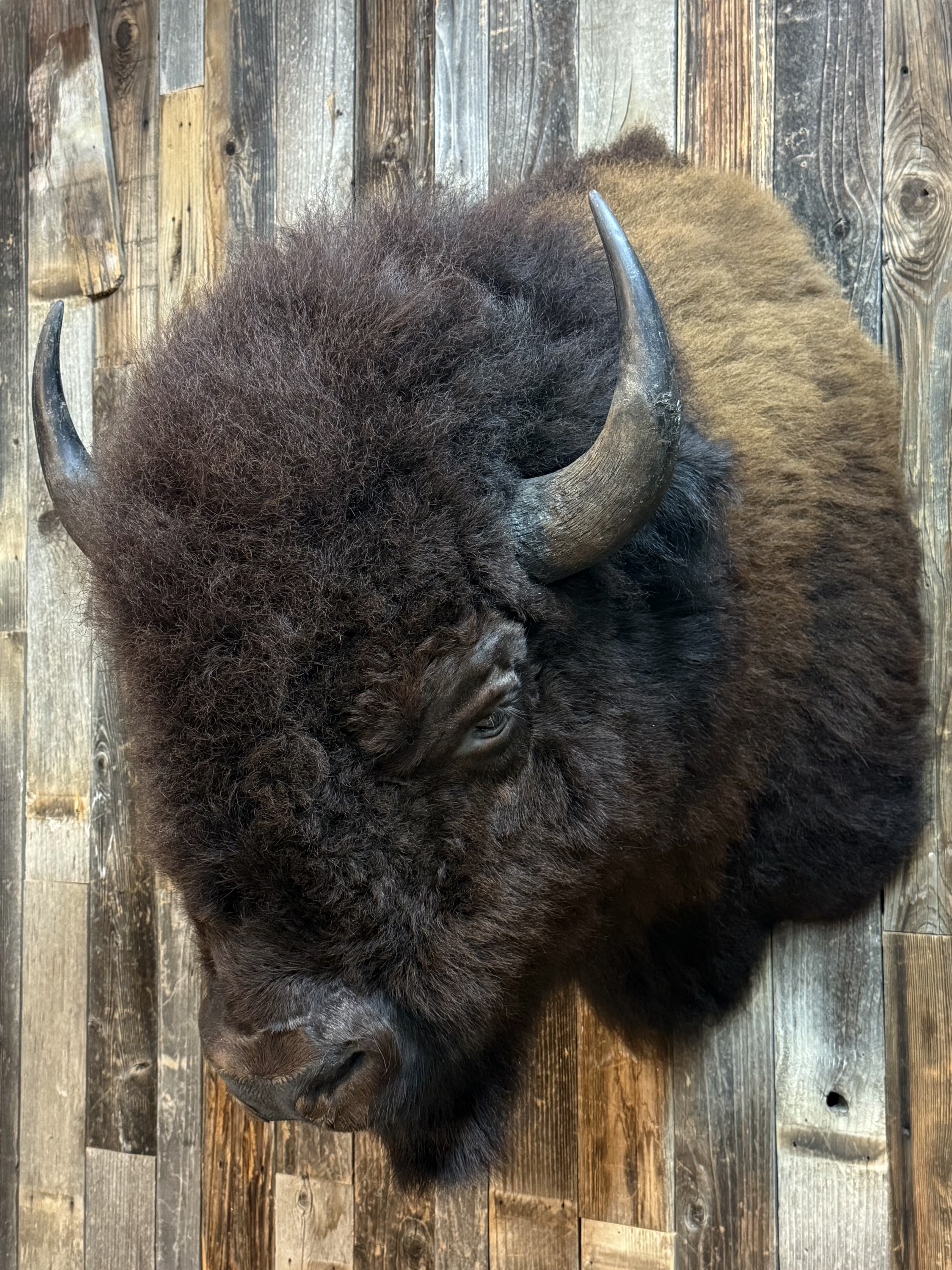 Bison – Immortal Mounts Taxidermy