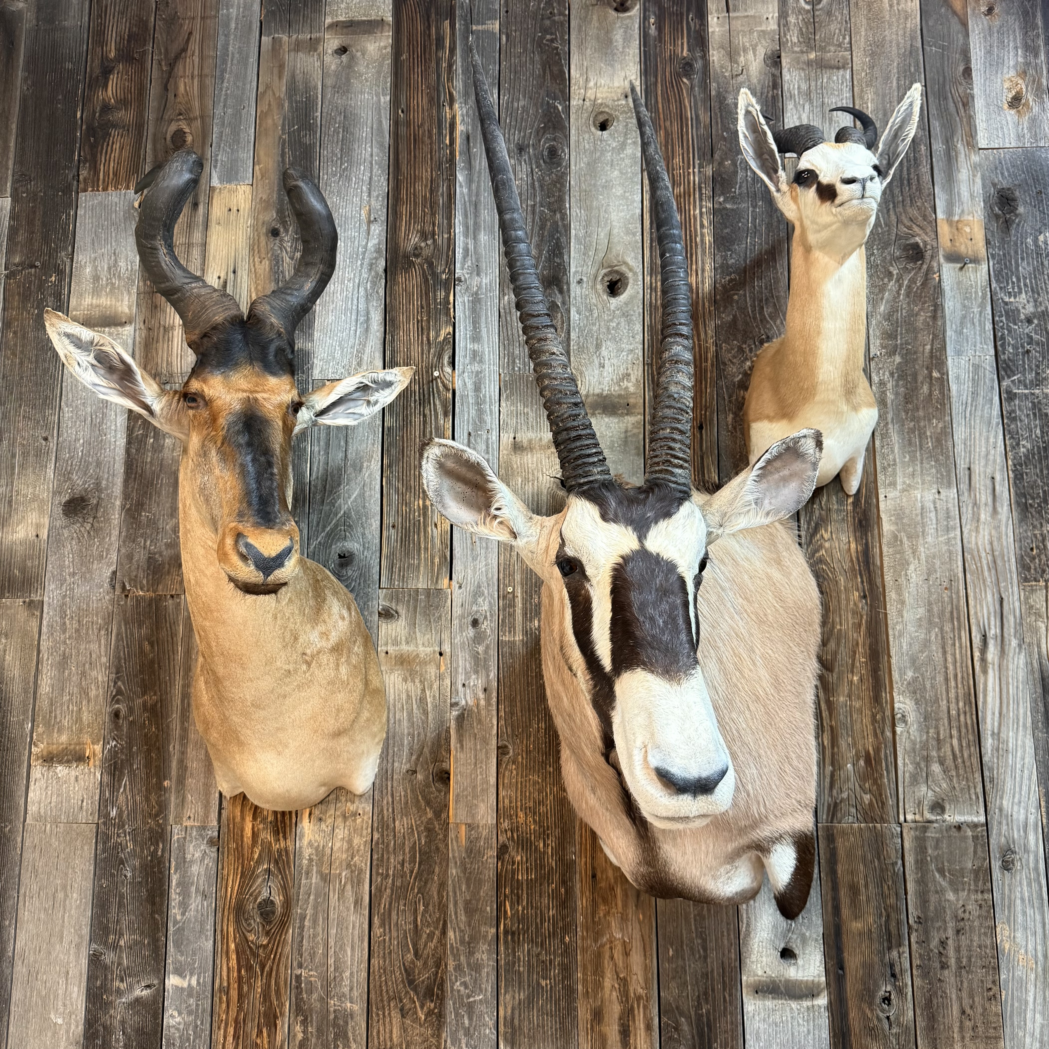 African/Exotic – Immortal Mounts Taxidermy
